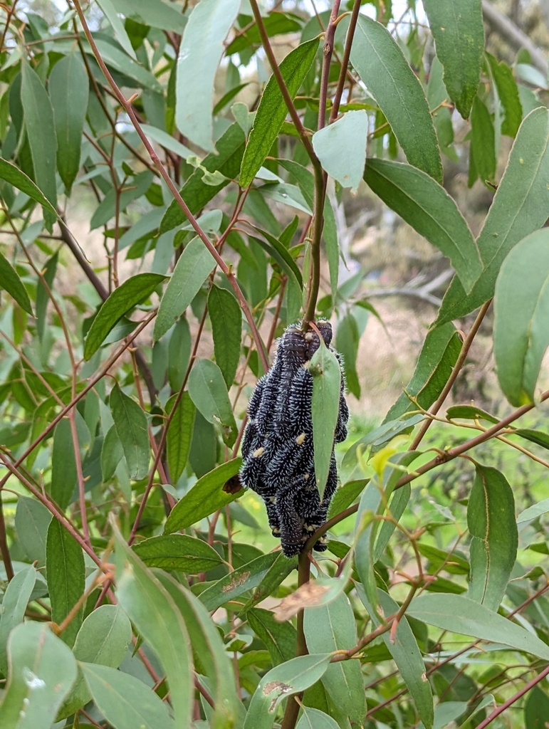 Spitfire Sawfly from Adelaide SA, Australia on July 24, 2023 at 12:15 ...