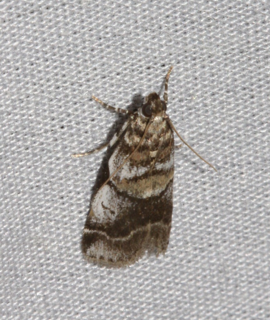 Leaf Crumpler Moth from Parc régionale de la rivière Métis on July 23 ...