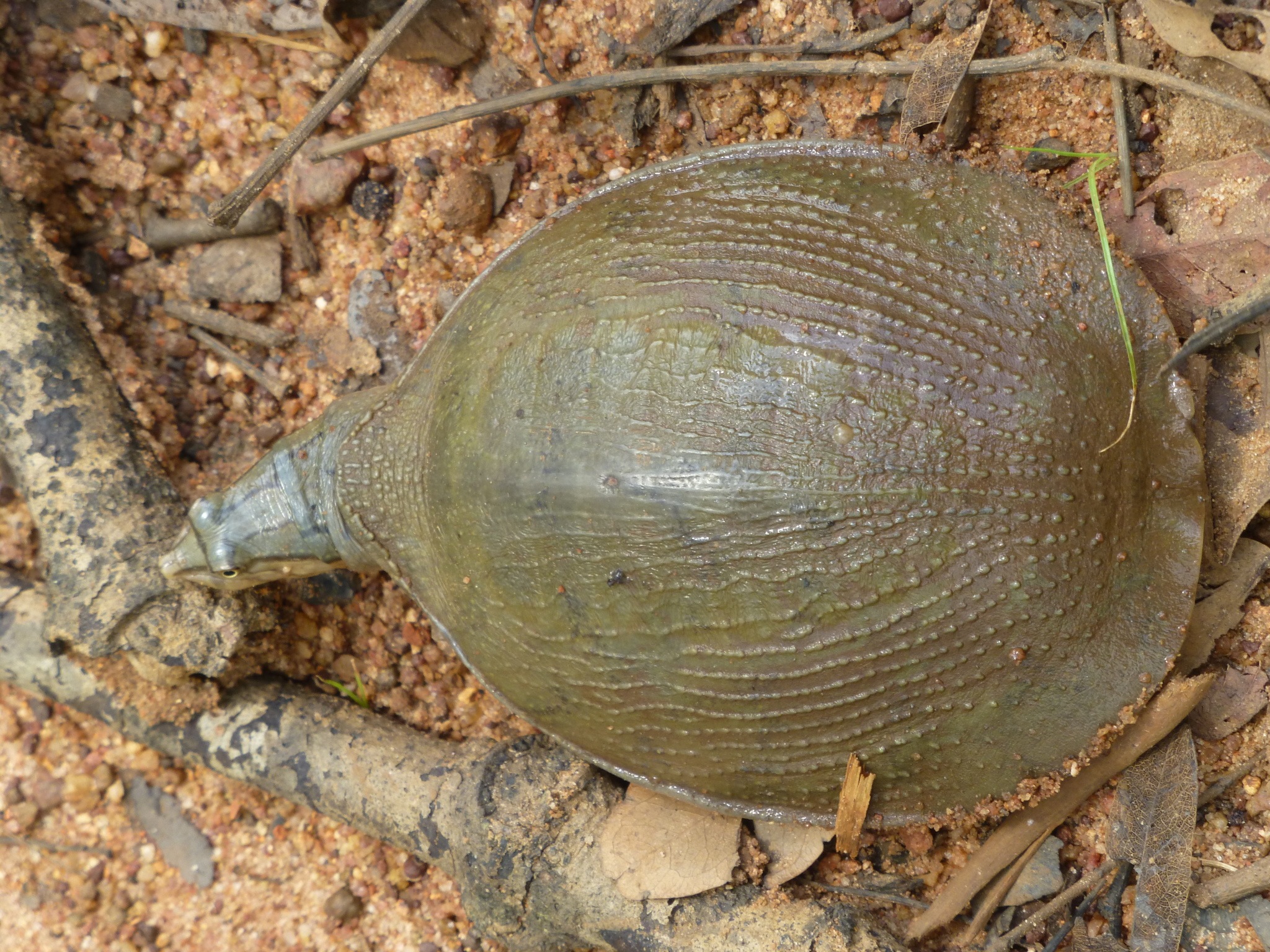 Cycloderma frenatum Peters, 1854
