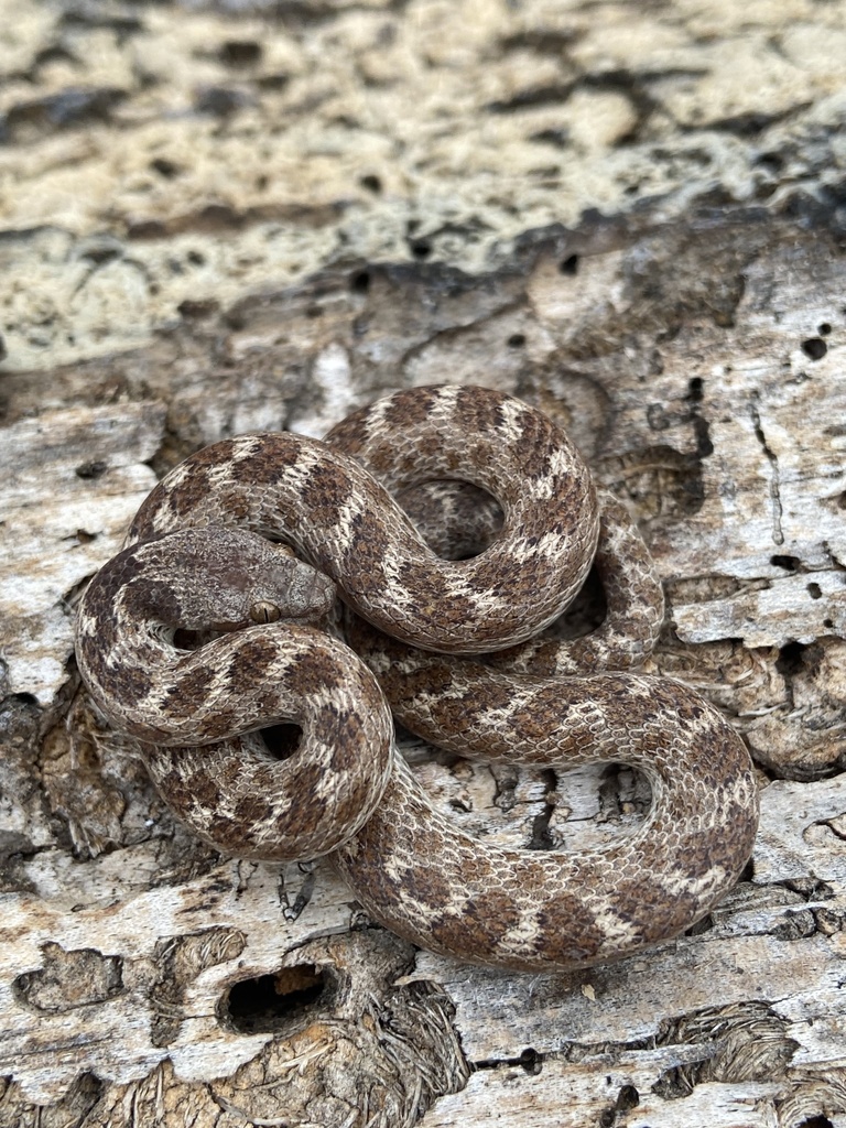 Coast Night Snake in July 2023 by thenewtking · iNaturalist