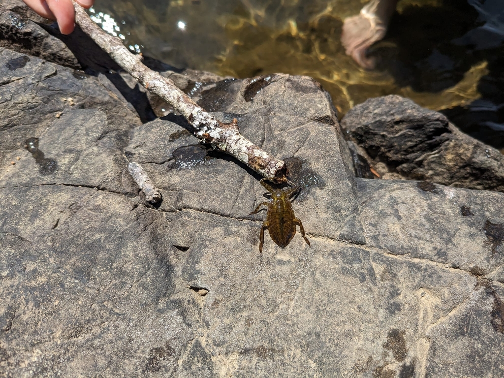 American Giant Water Bug from Malahat, BC V0R 2L0, Canada on July 23 ...