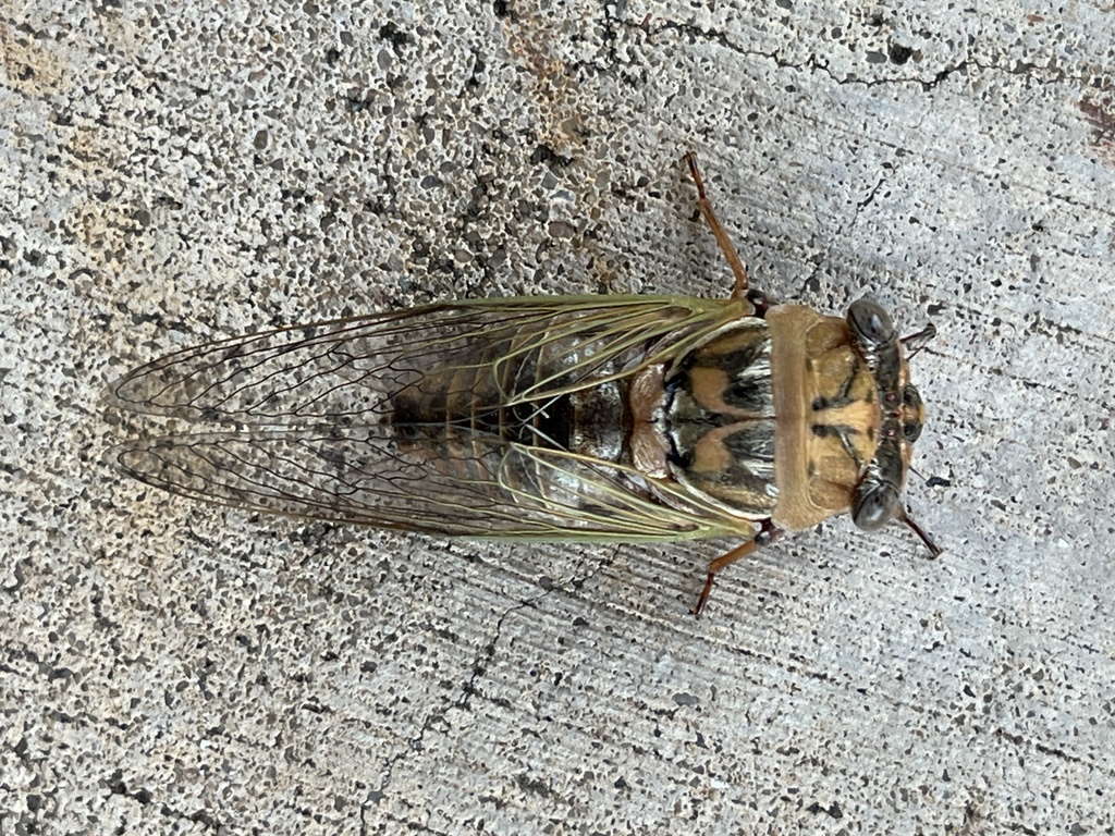 Resh Cicada from Roman Nose State Park, Watonga, OK, US on July 23 ...