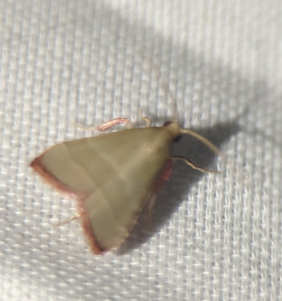 Olive Arta Moth in July 2023 by Megan Kossa · iNaturalist