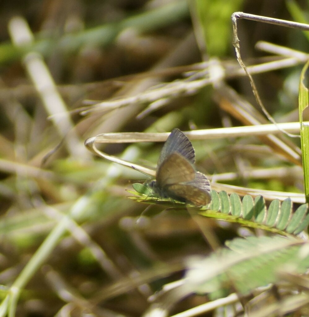 Lesser Grass Blue from Speewah QLD 4881, Australia on July 11, 2023 at ...