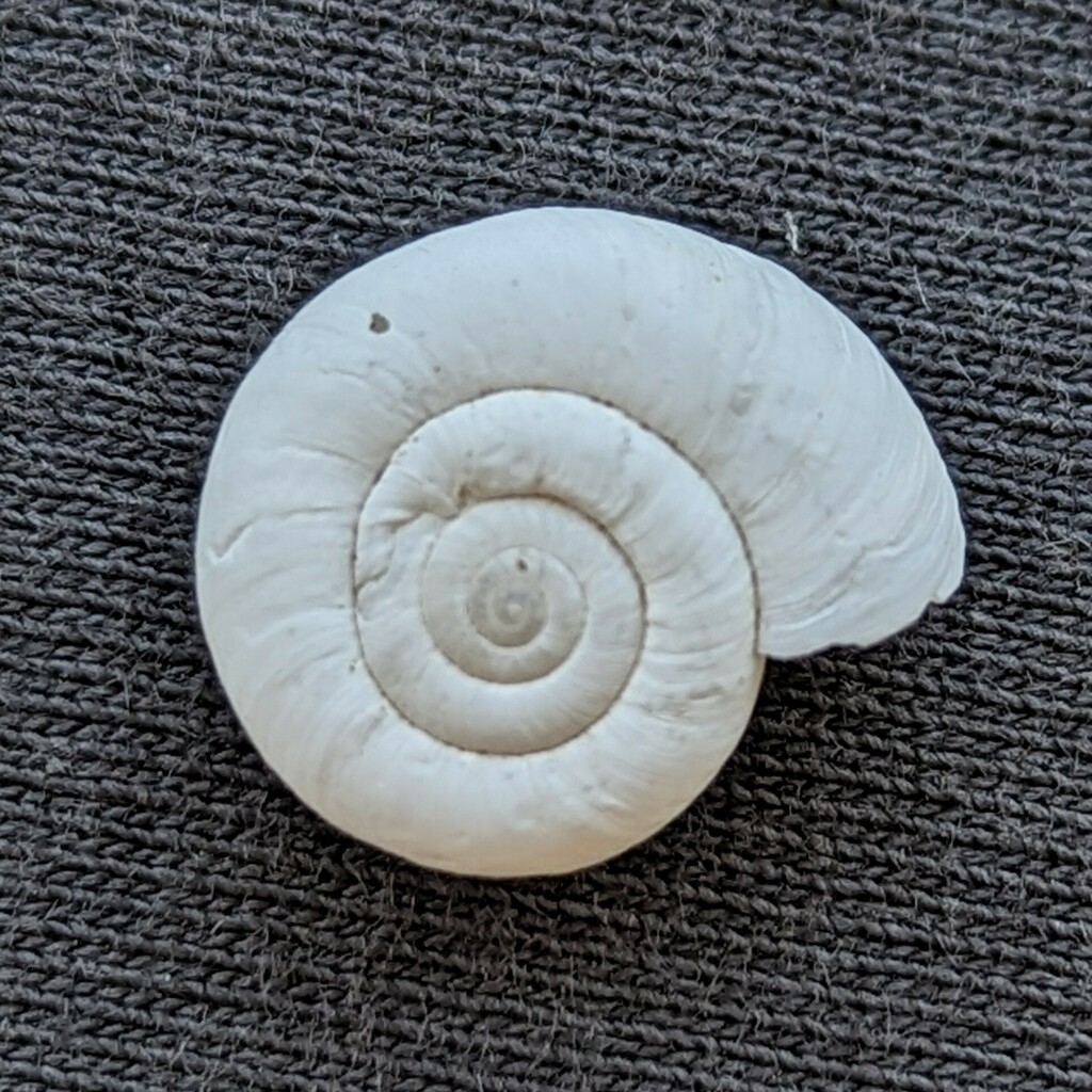 Eastern Heath Snail from Prespes 530 77, Greece on July 21, 2023 at 08: ...