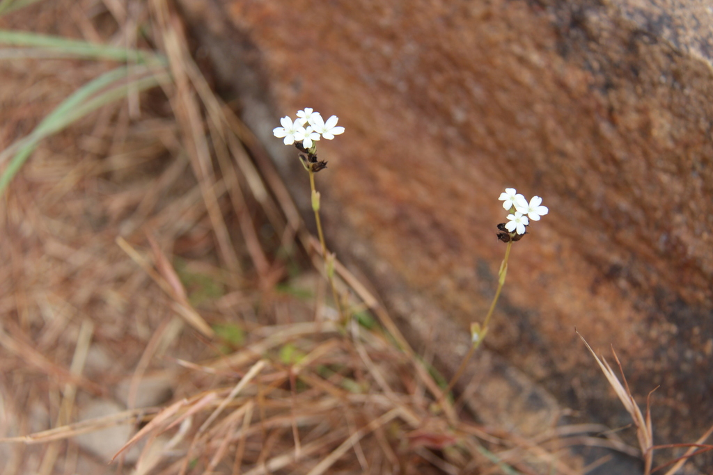 Blackrod from New Mapoon QLD 4876, Australia on June 15, 2023 at 12:34 ...