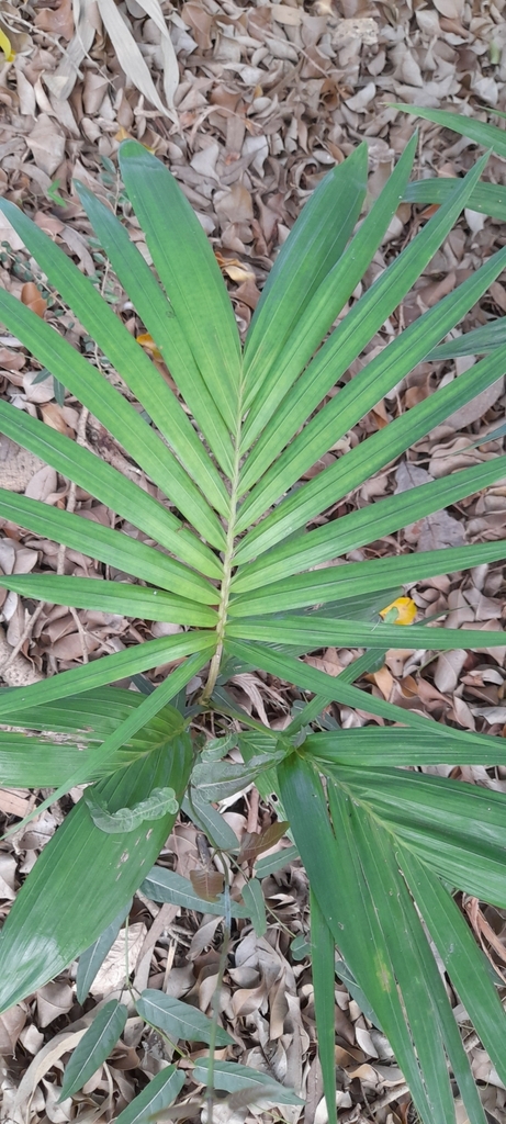 Alexandra Palm from Murrumba Downs QLD 4503, Australia on July 24, 2023 ...