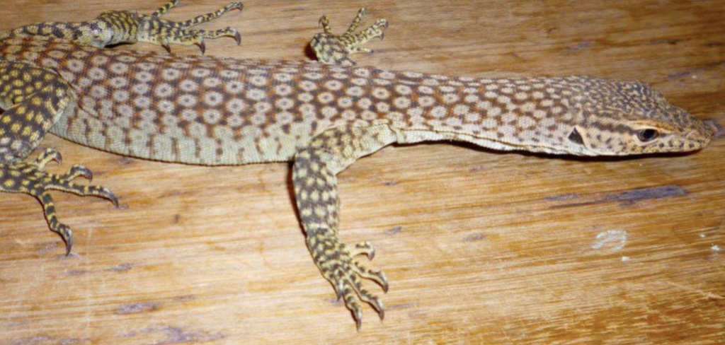 Freckled Monitor from Mount Surprise QLD 4871, Australia on July 22 ...