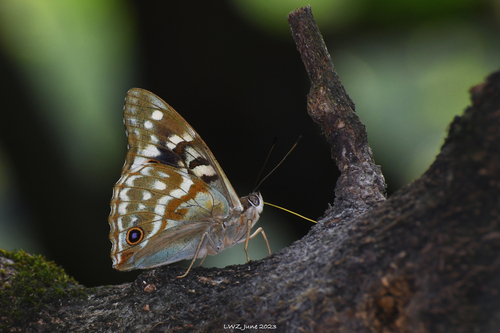 Chitoria pallas · iNaturalist Mexico