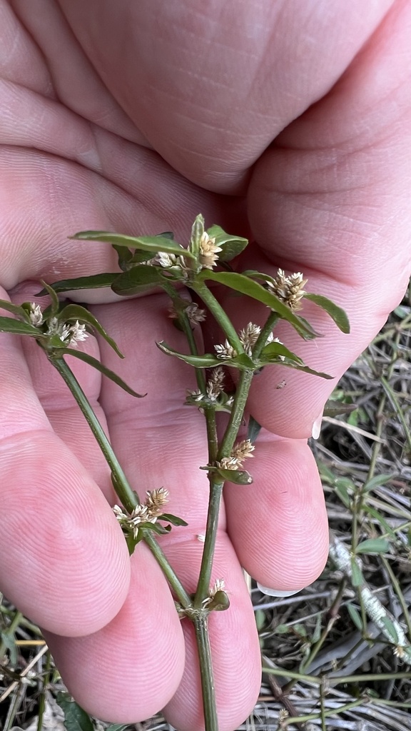 Lesser Joyweed from Northwest Inner Brisbane, Corinda, QLD, AU on July ...