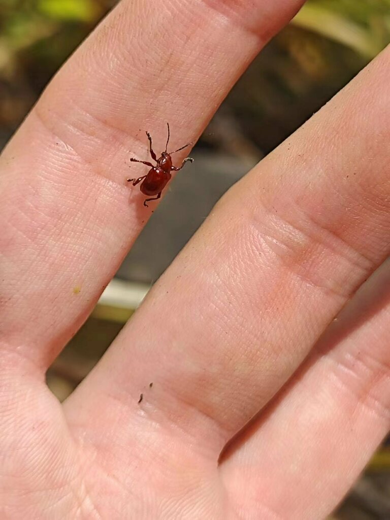 Strabala from Dinghu Mountain, Dinghu District, Zhaoqing, China, 526070 ...