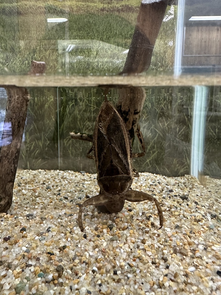 Oriental Giant Water Bug in July 2023 by assbee · iNaturalist