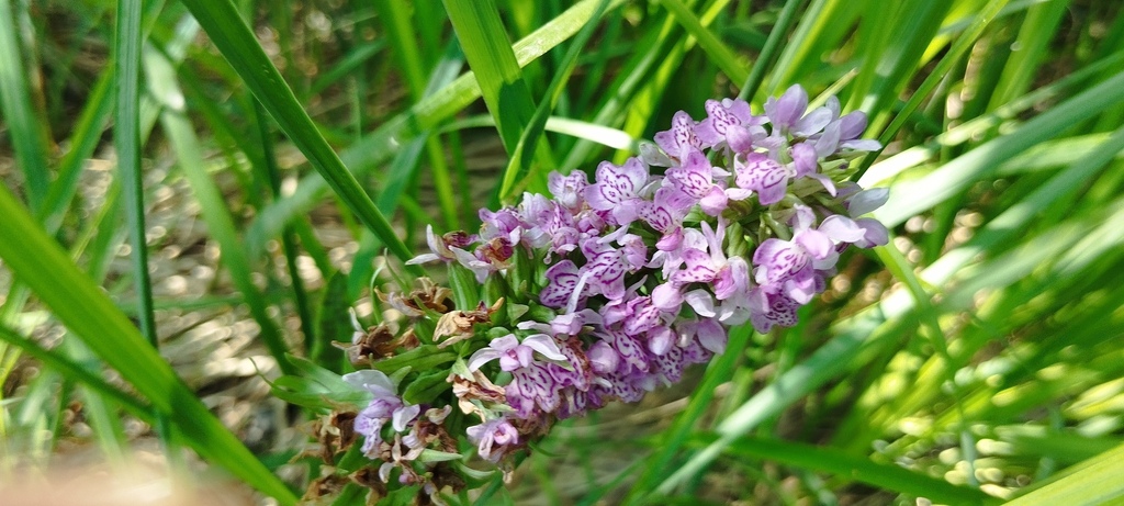 Broad-leaved Marsh Orchid from Кировский район, Беларусь on June 21, 2023 at 03:00 PM by Karry ...