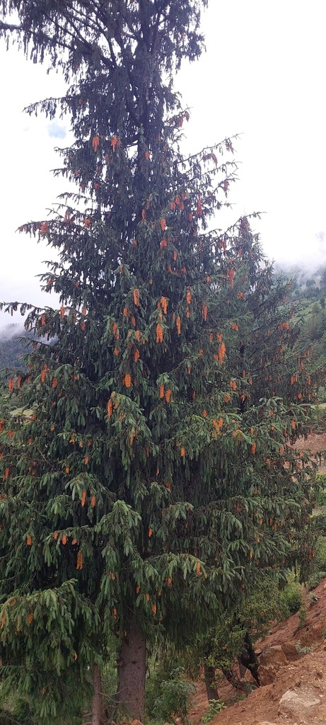 Morinda spruce from Kermi, Khagalgaun 21000, Nepal on June 24, 2022 at ...