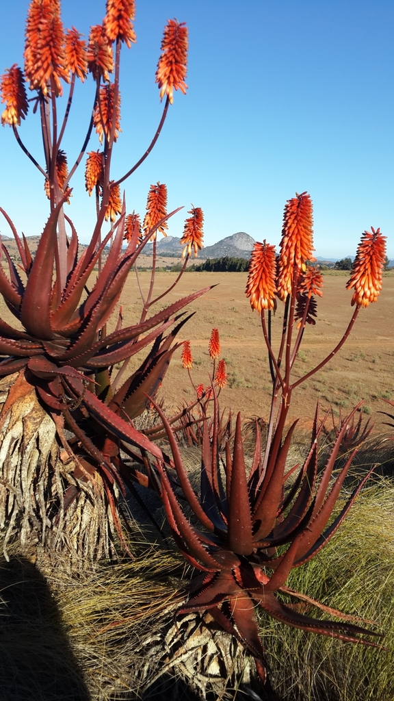 Aloe cameronii bondana in June 2014 by Caryl Stutchbury. 2014 pics ...