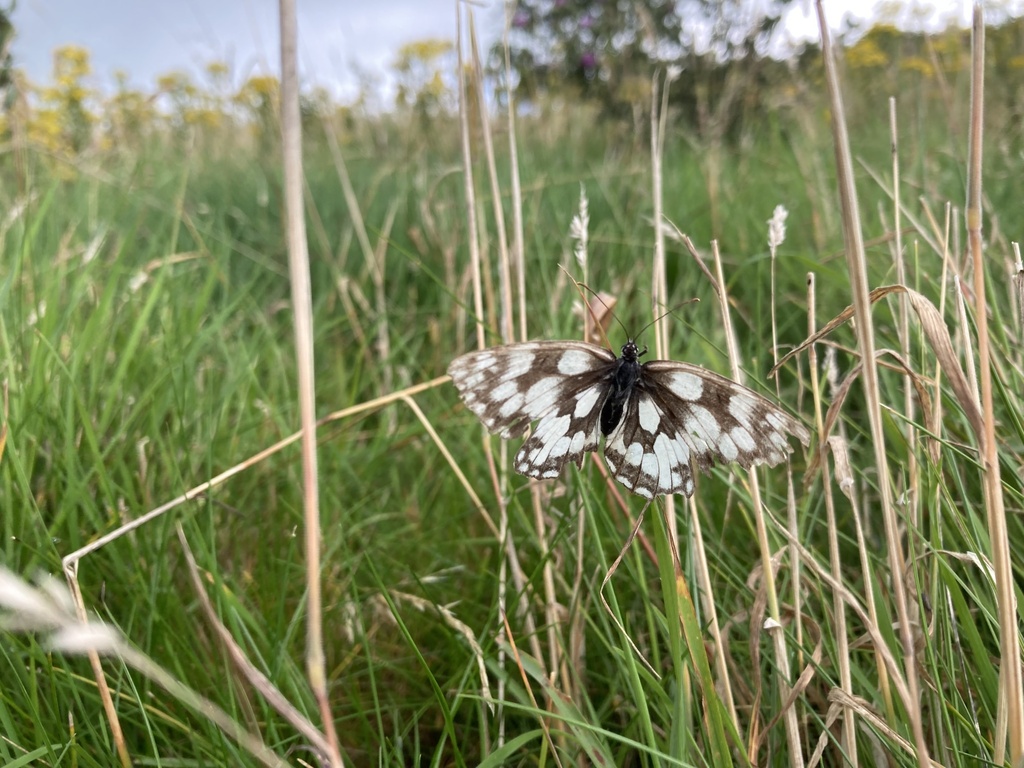 Marbled White from Milton Clevedon, Shepton Mallet, England, GB on July ...