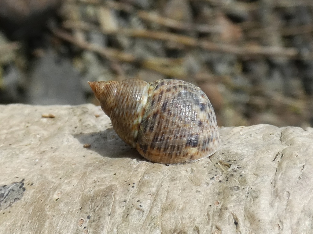 Tropical Periwinkle from Cape Tribulation on July 24, 2023 at 09:38 AM ...
