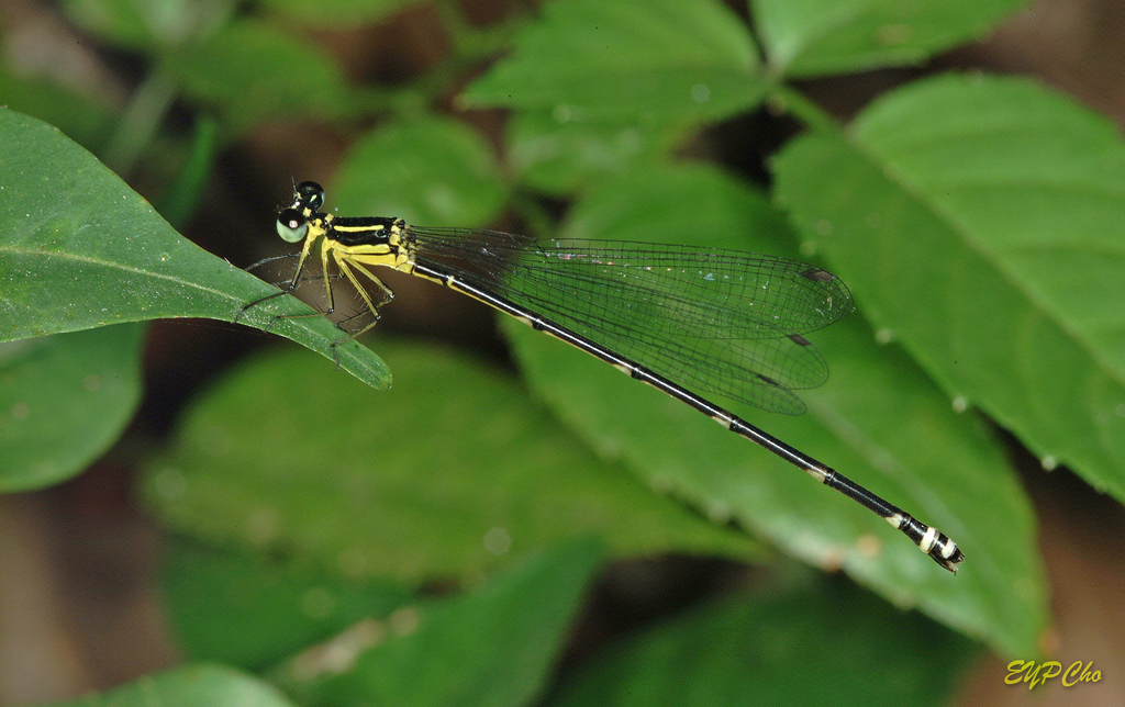 Blue Forest Damsel from Tai Po Kau, Hong Kong on October 19, 2001 at 04 ...