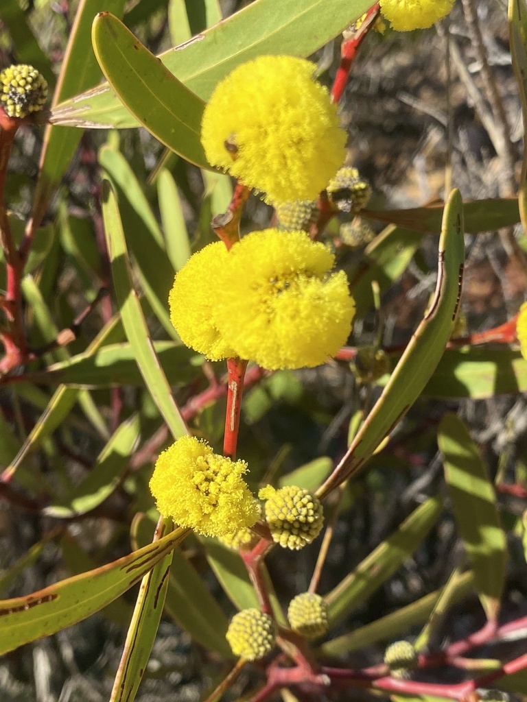 Barrier Range Wattle from Ikara-Flinders Ranges National Park, Flinders ...