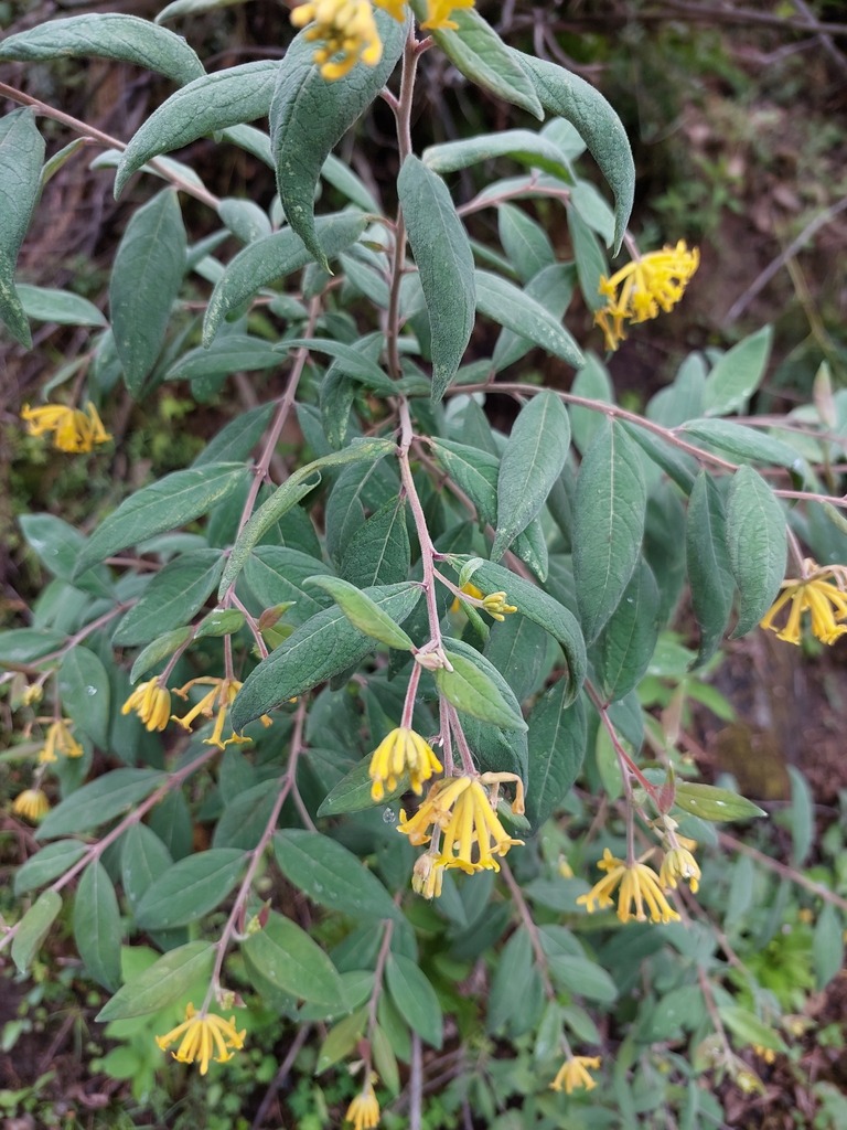 Wikstroemia canescens from Dharapori, Dandafaya 21000, Nepal on June 24 ...