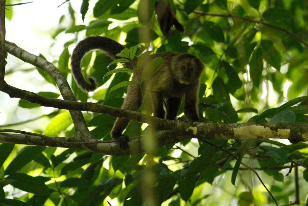 chestnut weeper capuchin (Cebus castaneus) - Know Your Mammals