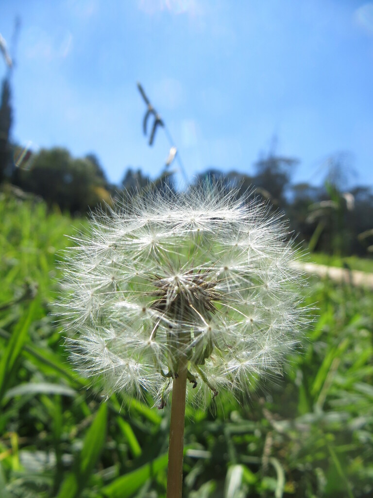 dandelions from Saxonwold, Houghton Estate, Johannesburg, 2196, South ...