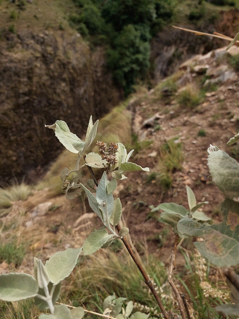 Himalayan butterfly bush from Khagalgaun, Nepal on June 24, 2022 at 03: ...