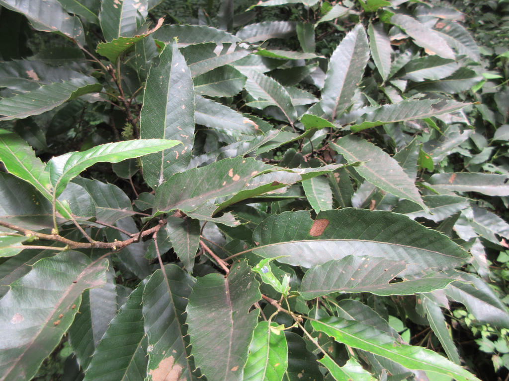 Chinese cork oak from 흑성산 on July 24, 2023 by onidiras-iNaturalist ...