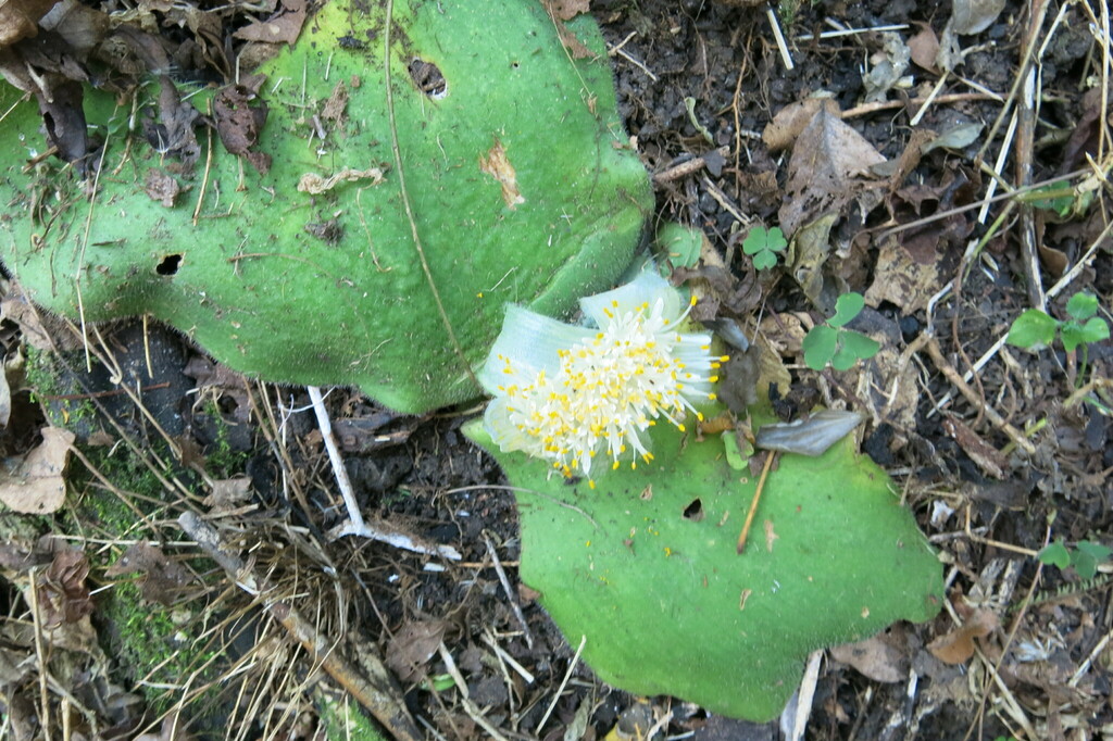 Dwarf Bloodlily in July 2014 by Peter Warren. Dwarf Paintbrush ...