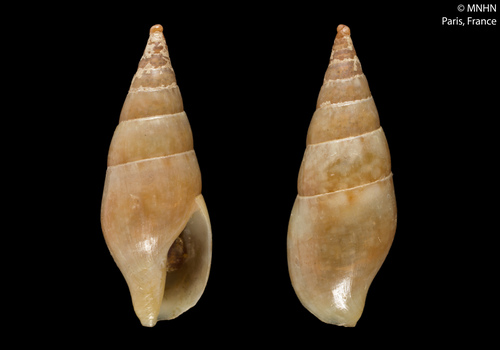 Mitrella svelta · iNaturalist