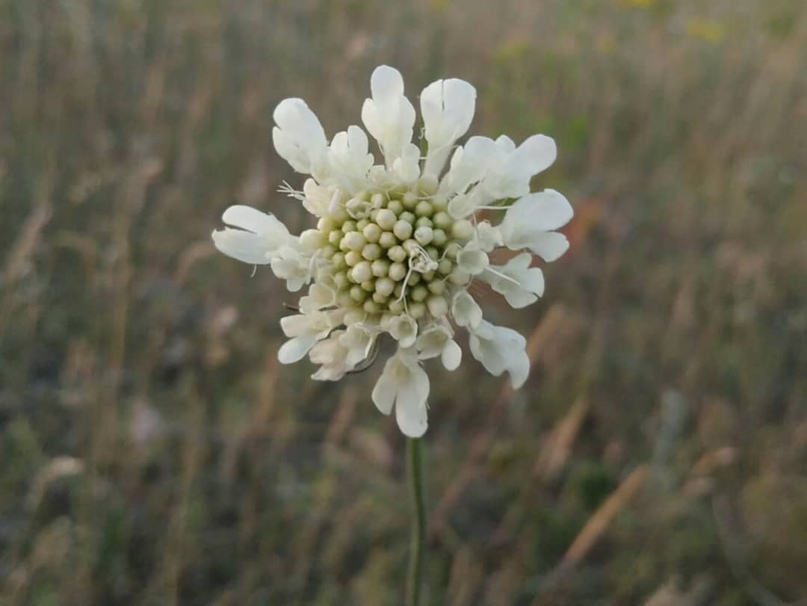 Cream Scabious from Ширинский р-н, Респ. Хакасия, Россия on August 25 ...