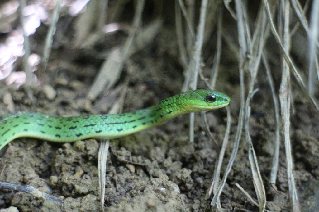 Chinese Green Snake from 943屏東縣獅子鄉里龍山 on July 23, 2023 at 01:04 PM by ...