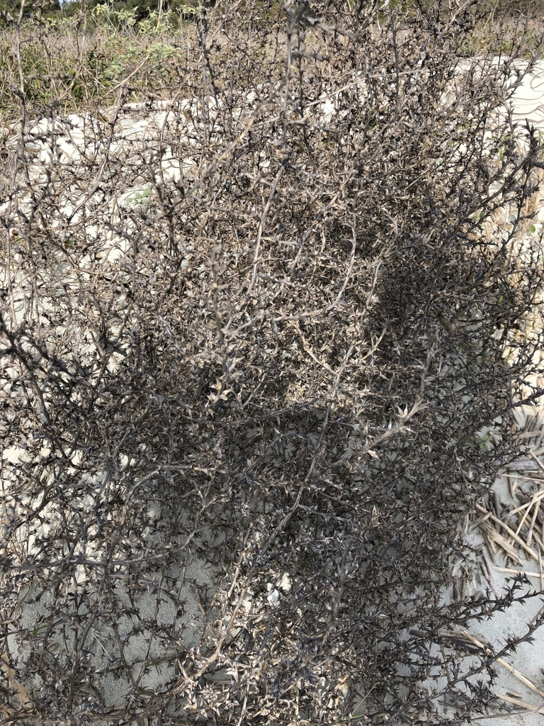saltwort from Charleston Harbor, , SC, US on January 17, 2019 at 01:30 ...