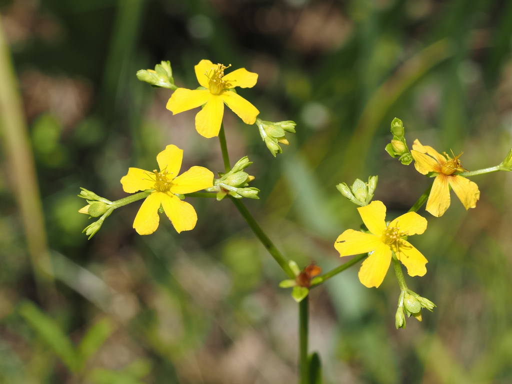 roundpod St. John's-wort from Sumter County, FL, USA on July 21, 2023 ...