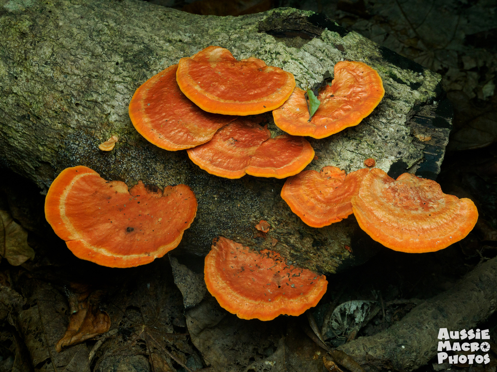 Southern Cinnabar Polypore in July 2023 by Bridgette Gower · iNaturalist