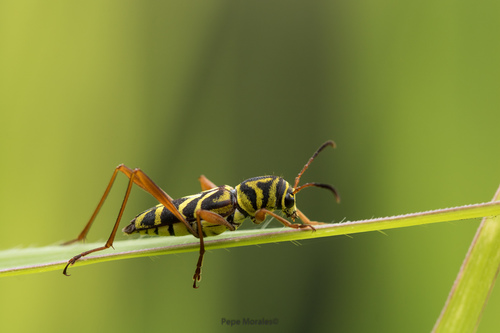 Mecometopus sarukhani · iNaturalist
