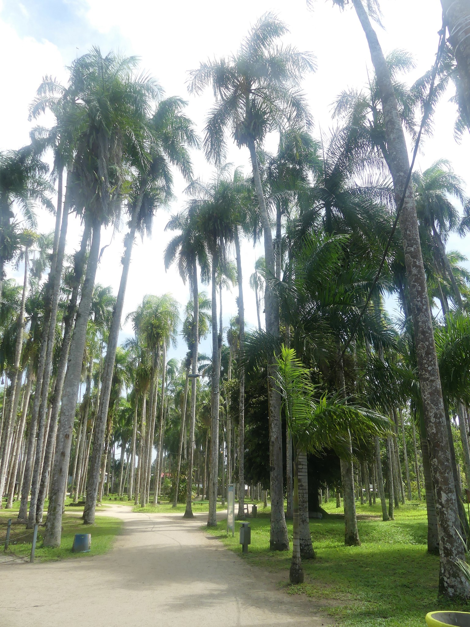 Roystonea oleracea (Jacq.) O.F.Cook