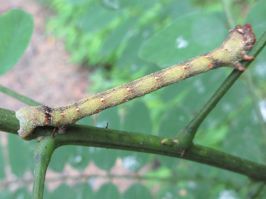 Ennominae from 흑성산 on July 24, 2023 by onidiras-iNaturalist. https ...