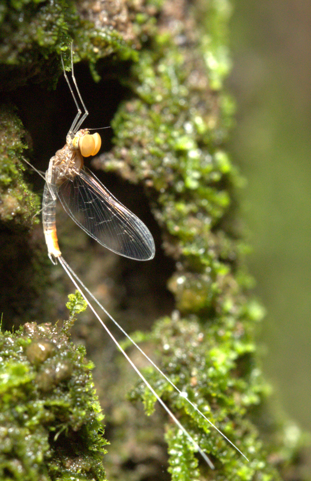 Blue-winged Olives from 中国江苏省苏州市常熟市 on July 24, 2023 at 09:40 AM by ...