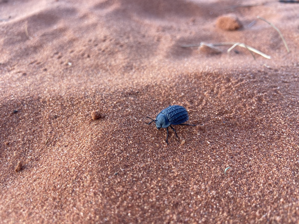 Heleina from Watarrka National Park, Petermann, NT, AU on May 14, 2023 ...