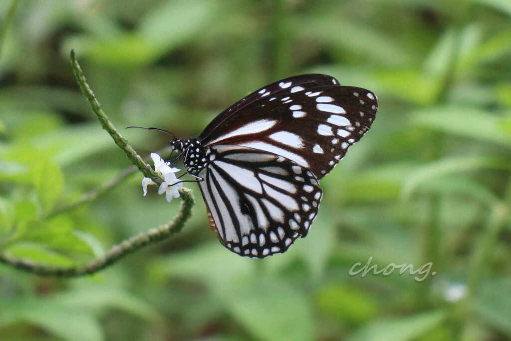 White Tiger Butterfly from 马来西亚沙巴拉瑙 on July 13, 2023 at 12:58 PM by 虫虫 ...