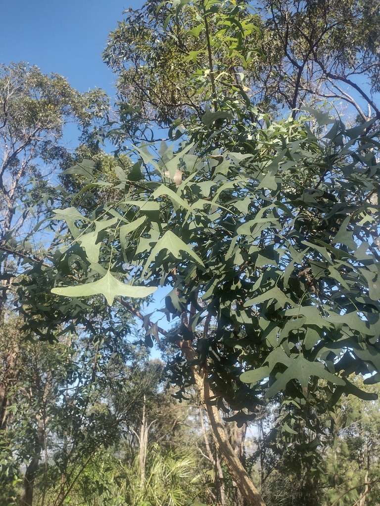 Bat's wing Coral tree from Mount Archer QLD 4701, Australia on June 28 ...