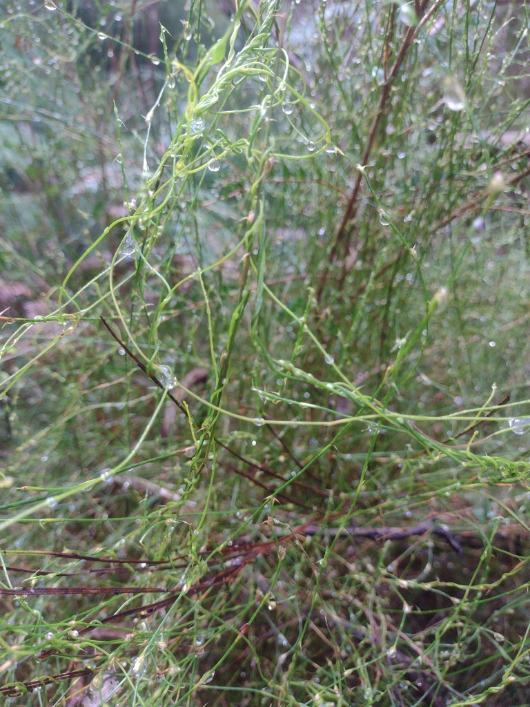 Devil's Twine from Boneo VIC 3939, Australia on July 21, 2023 at 10:38 ...