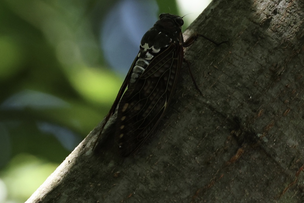 Large Brown Cicada from Kasai Seaside Park, Edogawa, Tokyo, JP on July ...