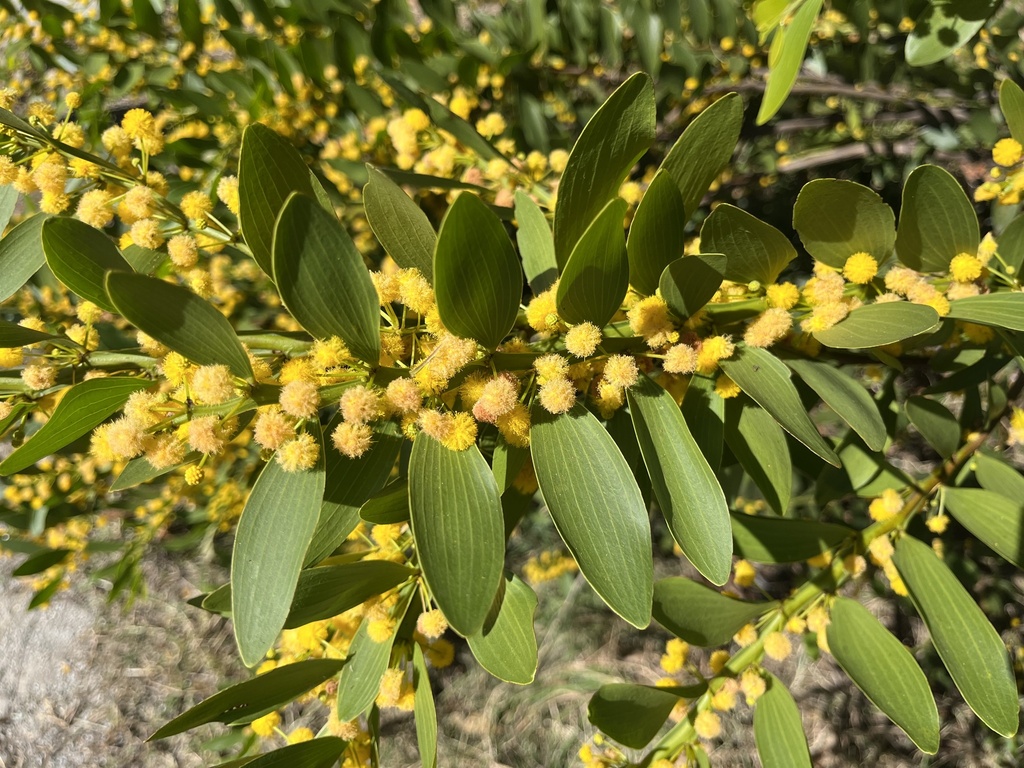flat-stemmed wattle from Marshall La, Kenmore, QLD, AU on April 23 ...
