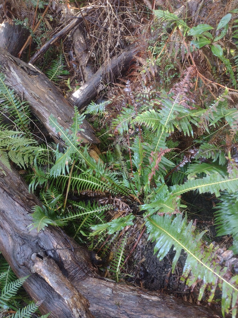 Fishbone water-fern from Boneo VIC 3939, Australia on July 21, 2023 at ...