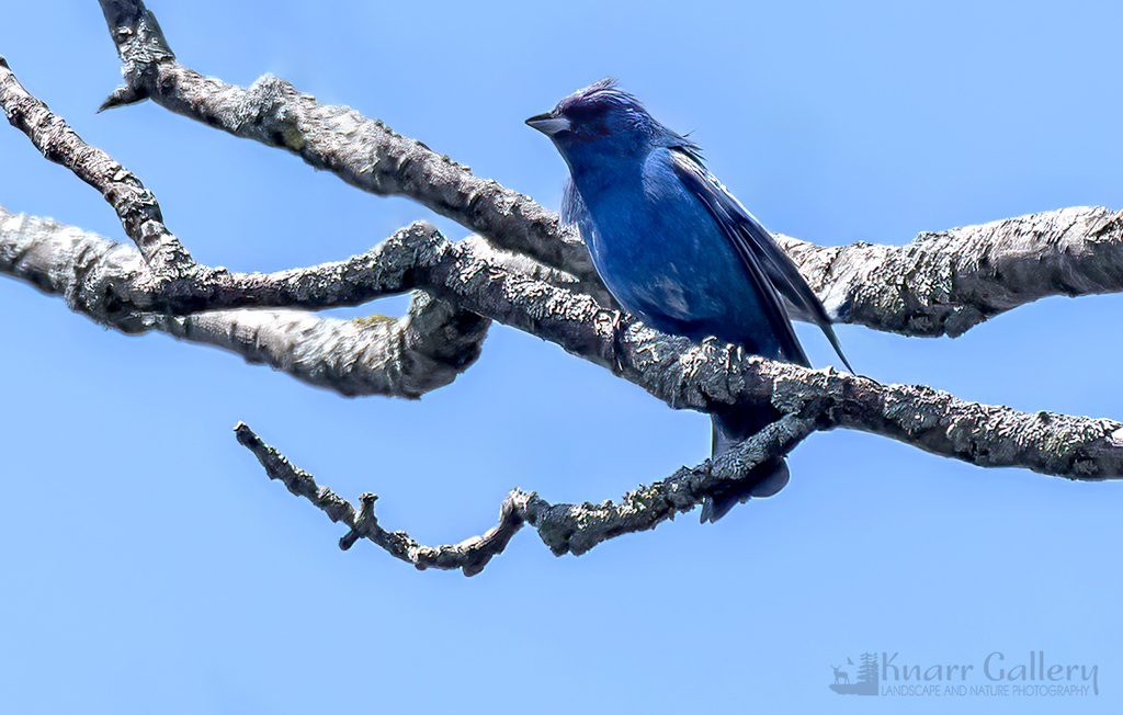 Indigo Bunting from Small Pond, Greenock Swamp Wetland Complex, Bruce ...