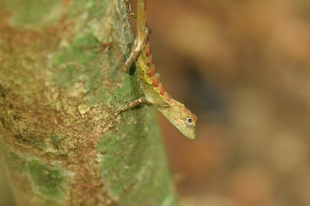 Diploderma polygonatum polygonatum in July 2023 by taisha568 · iNaturalist