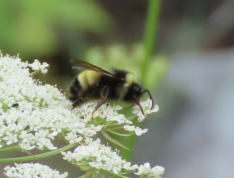 Yellow-banded Bumble Bee in July 2023 by bleppo · iNaturalist