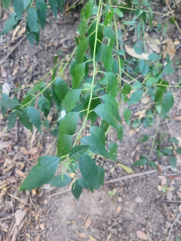 Monococcus echinophorus from Berajondo QLD 4674, Australia on July 22 ...